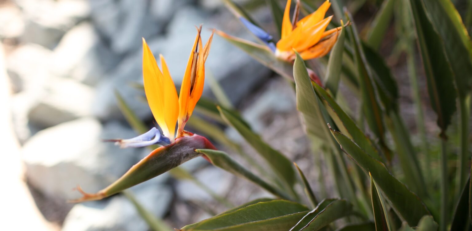 Discover Tropical Beauty on a Self-Guided Botanical Tour